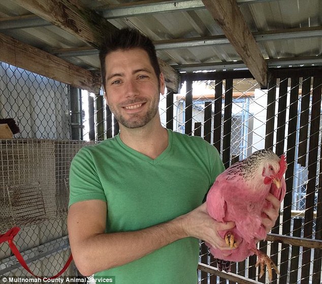 Oregon’s pink chicken mystery